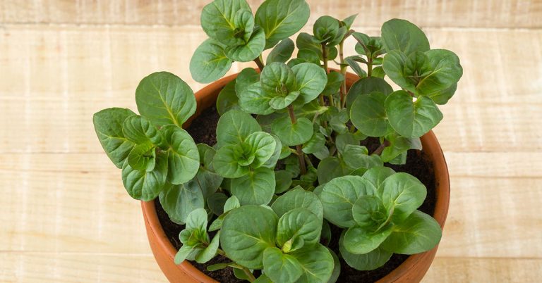 Orange Mint Growing & Care Guide - The Garden Magazine