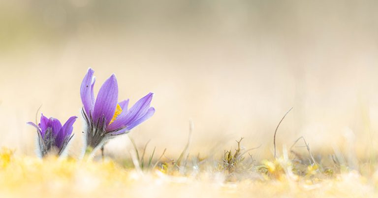 14 Prairie Flowers You Should Grow For a Beautiful Wildflower Meadow ...