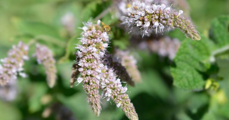 Pineapple Mint Growing & Care Guide - The Garden Magazine