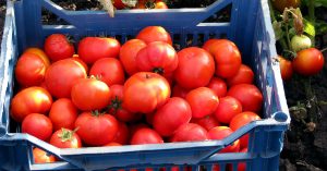 What Causes Black Spots On Tomatoes? (And How To Fix It) - The Garden ...