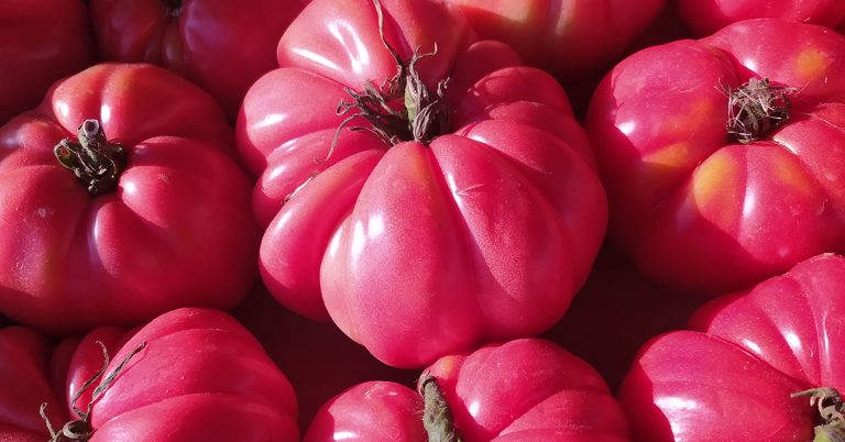 Ponderosa Pink Tomato Growing Guide - The Garden Magazine