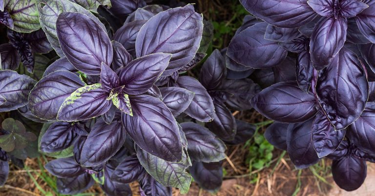 Purple Basil Growing & Care Guide - The Garden Magazine