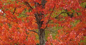Red Maple Growing & Care Guide - The Garden Magazine