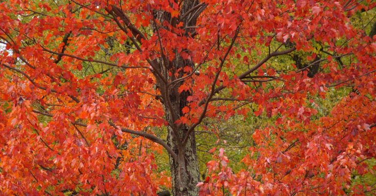 Red Maple Growing & Care Guide - The Garden Magazine