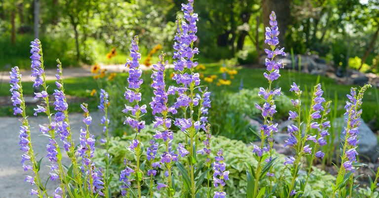 14 Native Plants That Produce Stunningly Beautiful Flowers - The Garden ...
