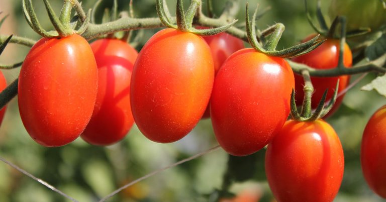 10 Gardening Tips For Growing The Perfect Roma Tomatoes - The Garden ...