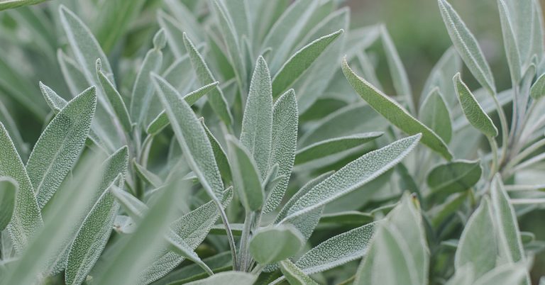 Plants That Have Special Meaning for Indigenous People - The Garden ...