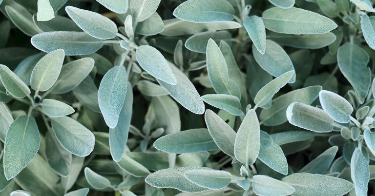 Berggarten Sage Planting, Care, & Propagation Guide. - The Garden Magazine