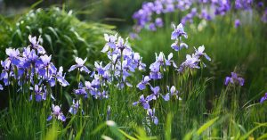 Siberian Iris (Iris sibirica) Growing Guide - The Garden Magazine