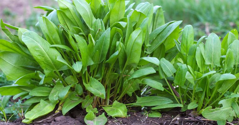 Sorrel Growing & Care Guide - The Garden Magazine