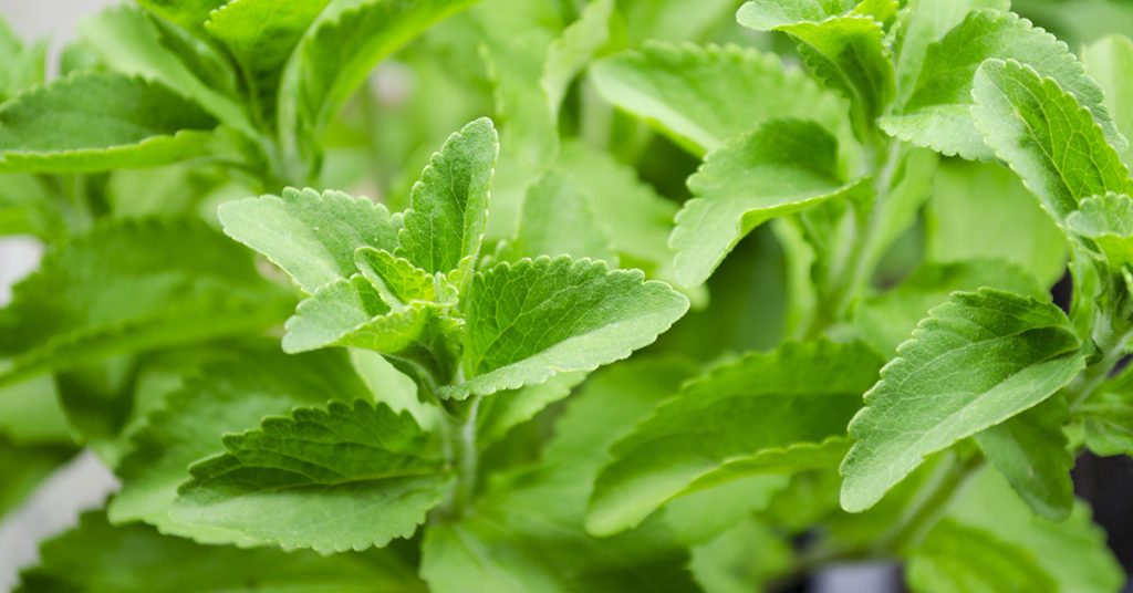 Stevia Plant Growing & Care Guide - The Garden Magazine