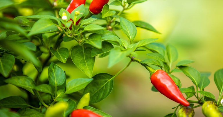 Tabasco Pepper Growing & Care Guide - The Garden Magazine