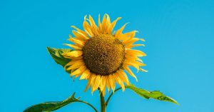 22 Flowers That Bloom In July - The Garden Magazine