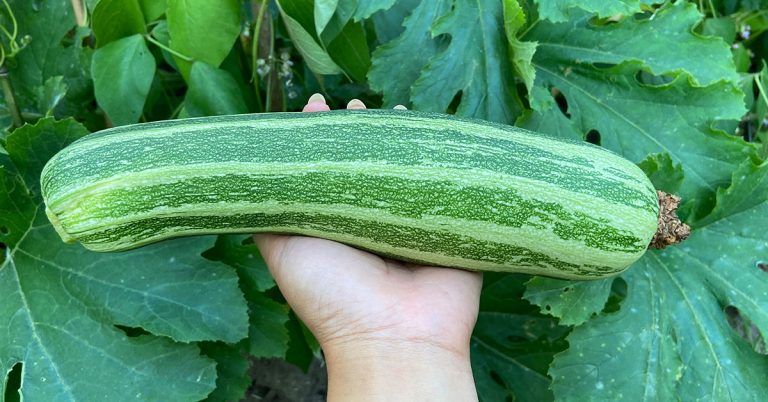 Cocozelle Zucchini Growing & Care Guide - The Garden Magazine