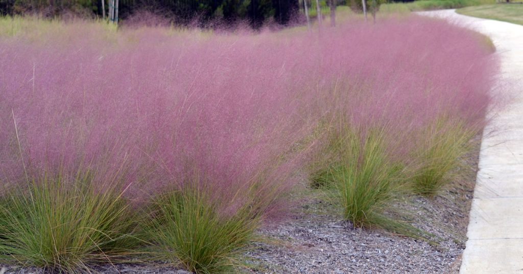 Gulf Coast Muhly Growing & Care Guide - The Garden Magazine