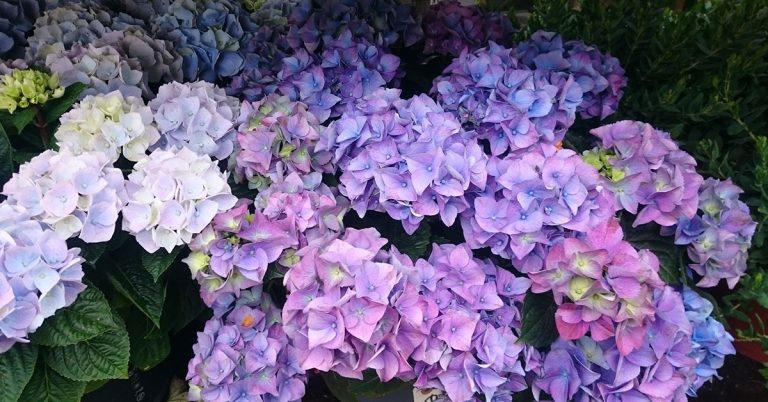 12 Flowers That Symbolize Forgiveness - The Garden Magazine