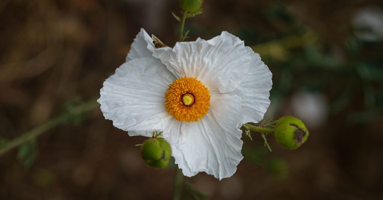 Matilija Poppy Growing & Care - The Garden Magazine
