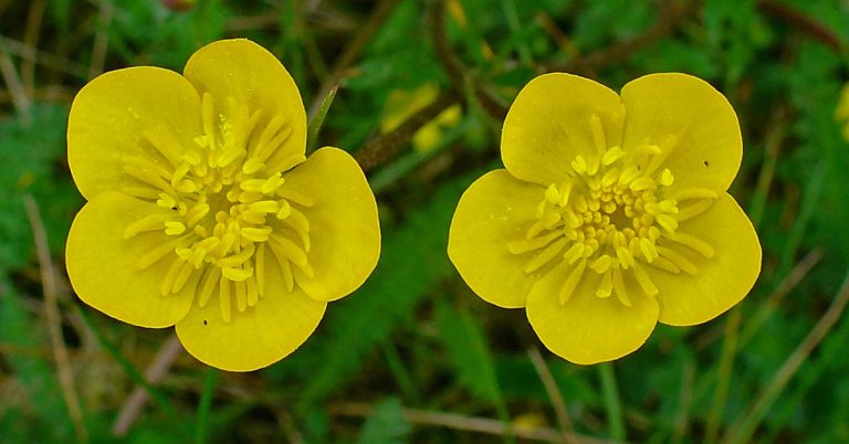 When To Plant Ranunculus In The UK - The Garden Magazine