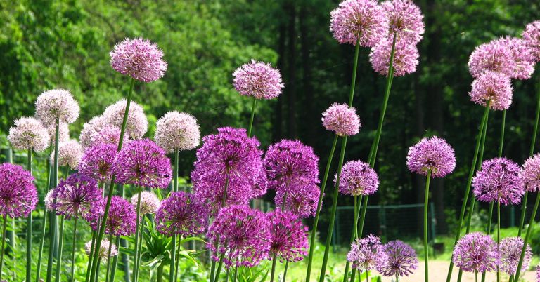 11 Gardening Tips For Growing Tall Blooming Alliums - The Garden Magazine