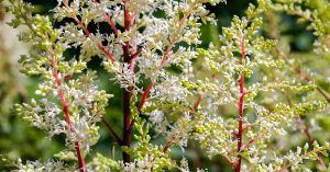 16 Plants That Thrive Under Trees - The Garden Magazine