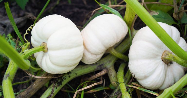 Baby Boo Pumpkin Growing & Care Guide - The Garden Magazine