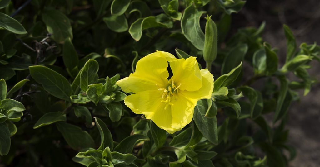 Don’t Deadhead These 14 Flowers Will Self-Seed And Come Back Next Year ...