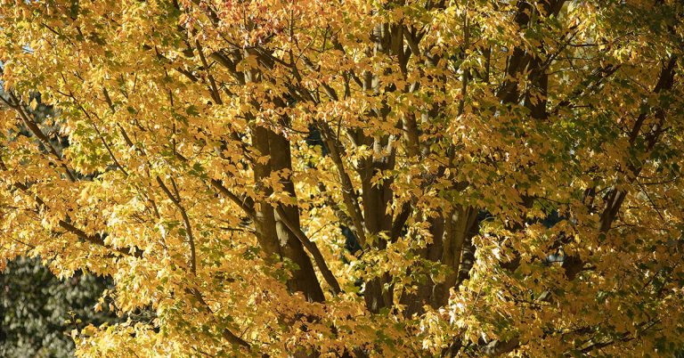 Amur Maple Planting & Care Guide - The Garden Magazine