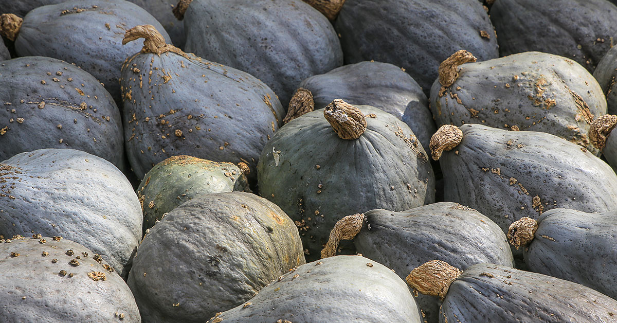 8 Blue Pumpkins To Grow In Your Garden - The Garden Magazine