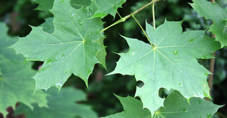 Brandywine Maple Growing & Care - The Garden Magazine