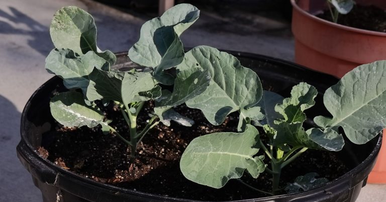Waltham 29 Broccoli Growing & Care - The Garden Magazine