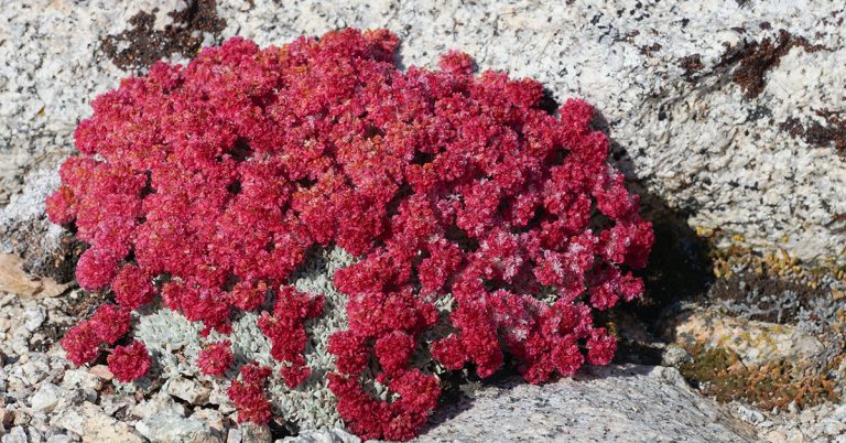 California Buckwheat Growing & Care - The Garden Magazine