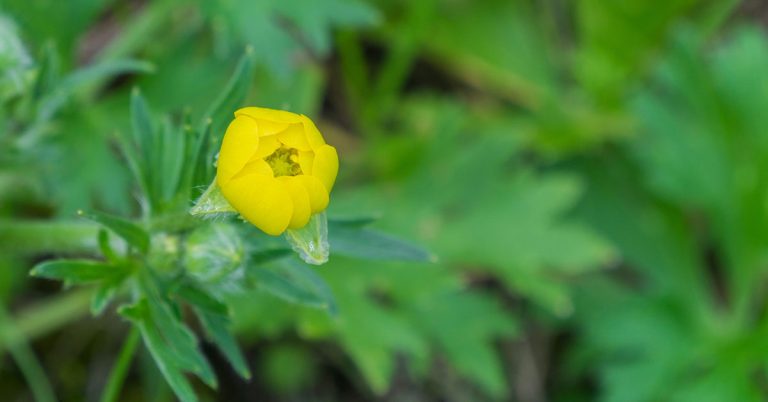 California Buttercup Growing & Care - The Garden Magazine