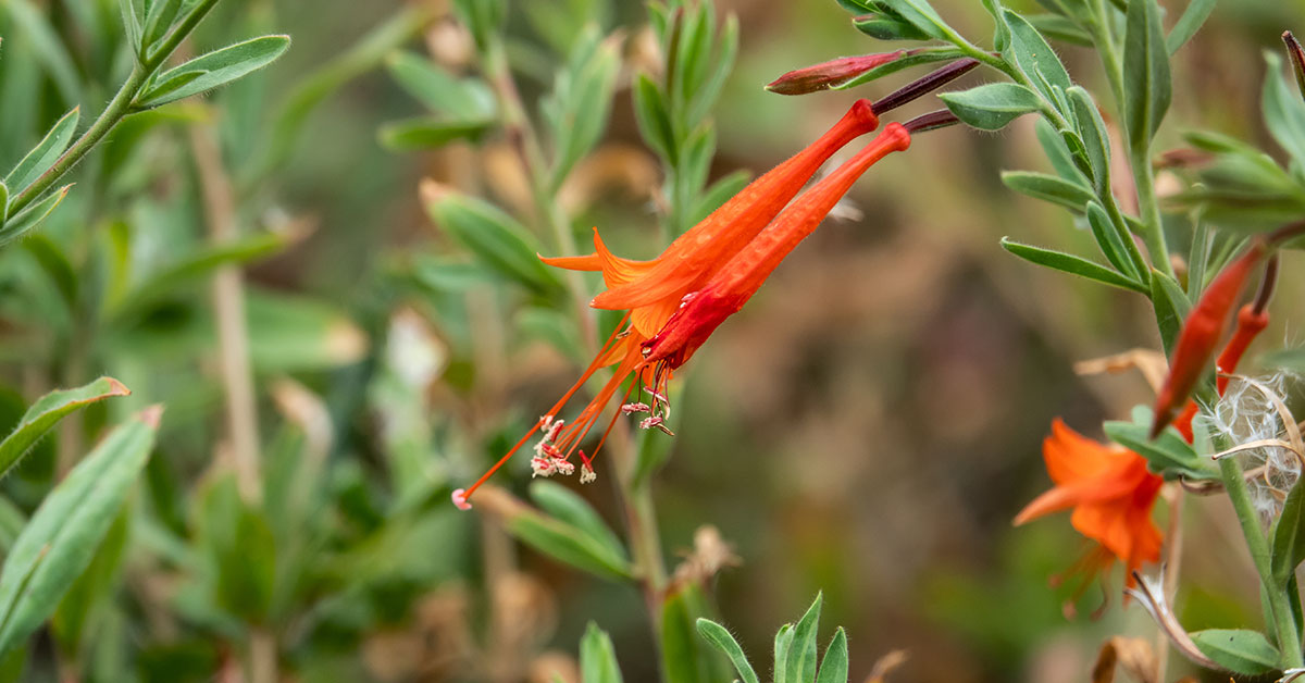 California Fuchsia Growing & Care - The Garden Magazine