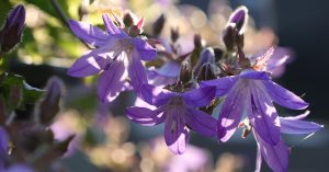 Grow These 15 Perennial Flowers Native to Colorado - The Garden Magazine