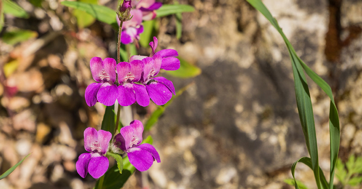 Chinese Houses Growing & Care - The Garden Magazine