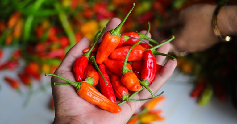 Datil Pepper Growing & Care Guide - The Garden Magazine