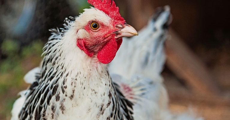 Guide To Raising Freedom Ranger Chickens - The Garden Magazine