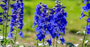 22 Flowers That Bloom In July - The Garden Magazine