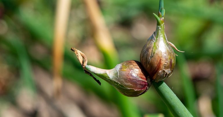 11 Bad Signs That Mean Your Onions Are Dying - The Garden Magazine