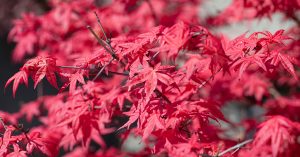 Fireglow Maple Growing & Care - The Garden Magazine