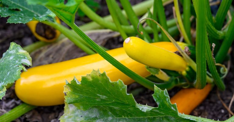 15 High-Yield Vegetables for Small Gardens - The Garden Magazine