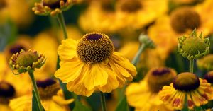 Helenium Growing & Care Guide - The Garden Magazine