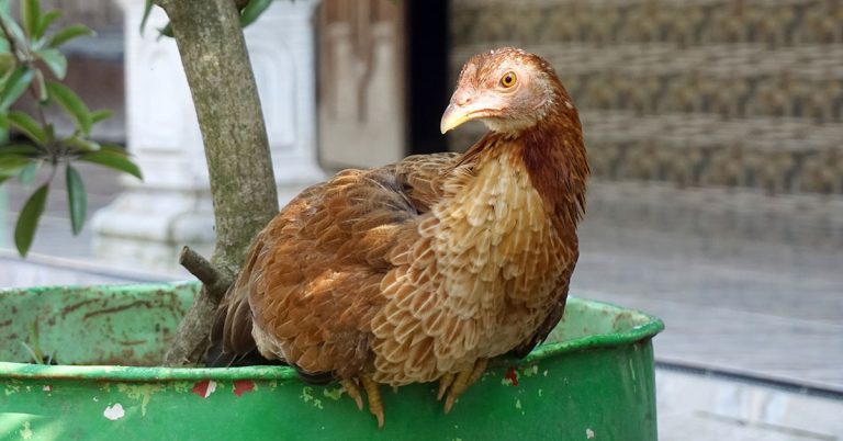 Java Chicken: Care, Egg Laying, & More - The Garden Magazine