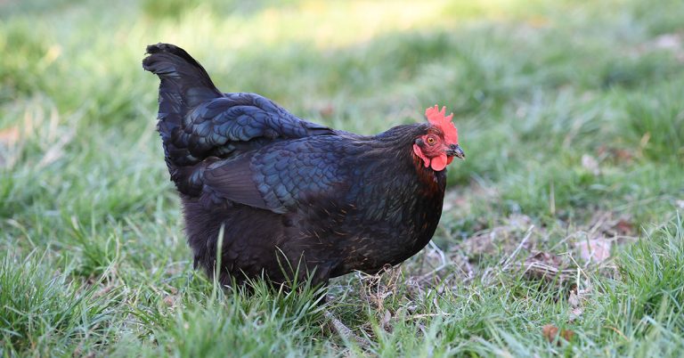 Novogen Chicken Care, Personality, And More - The Garden Magazine