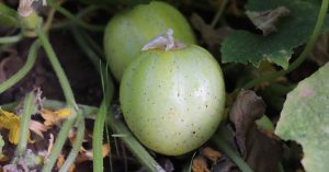 Lemon Cucumber Growing & Care Guide - The Garden Magazine