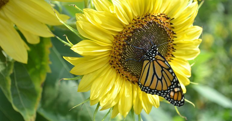16 Reasons To Love Sunflowers Even More - The Garden Magazine