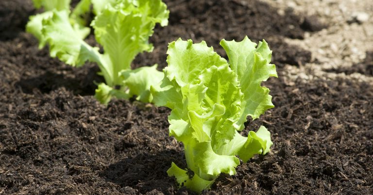 12 Best Vegetables For A Short Growing Season - The Garden Magazine