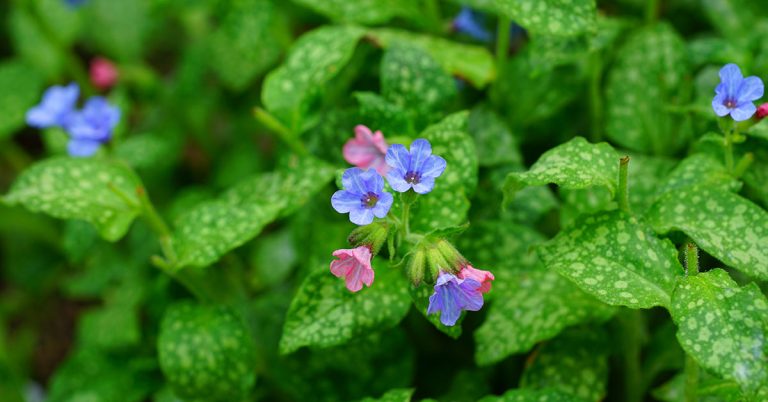 29 Perennial Flowers That Grow In Zone 4 - The Garden Magazine