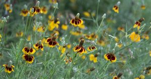 Grow These 15 Perennial Flowers Native to Colorado - The Garden Magazine