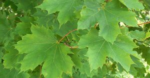 Crimson King Maple Growing & Care - The Garden Magazine